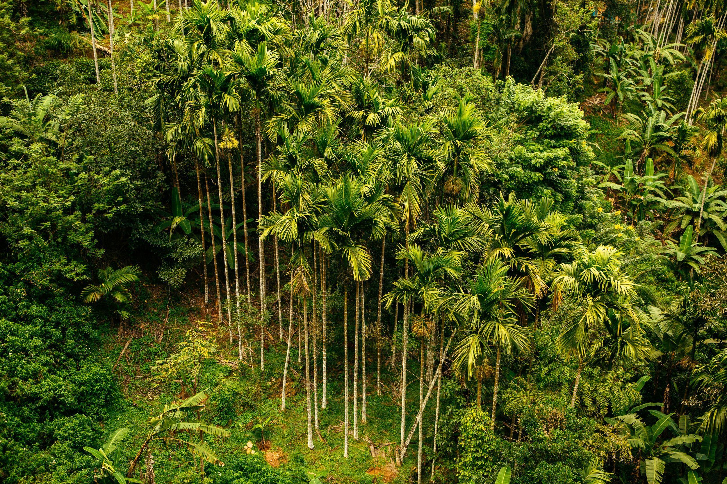 Buy One, Get One Tree Buy One, Get One Tree